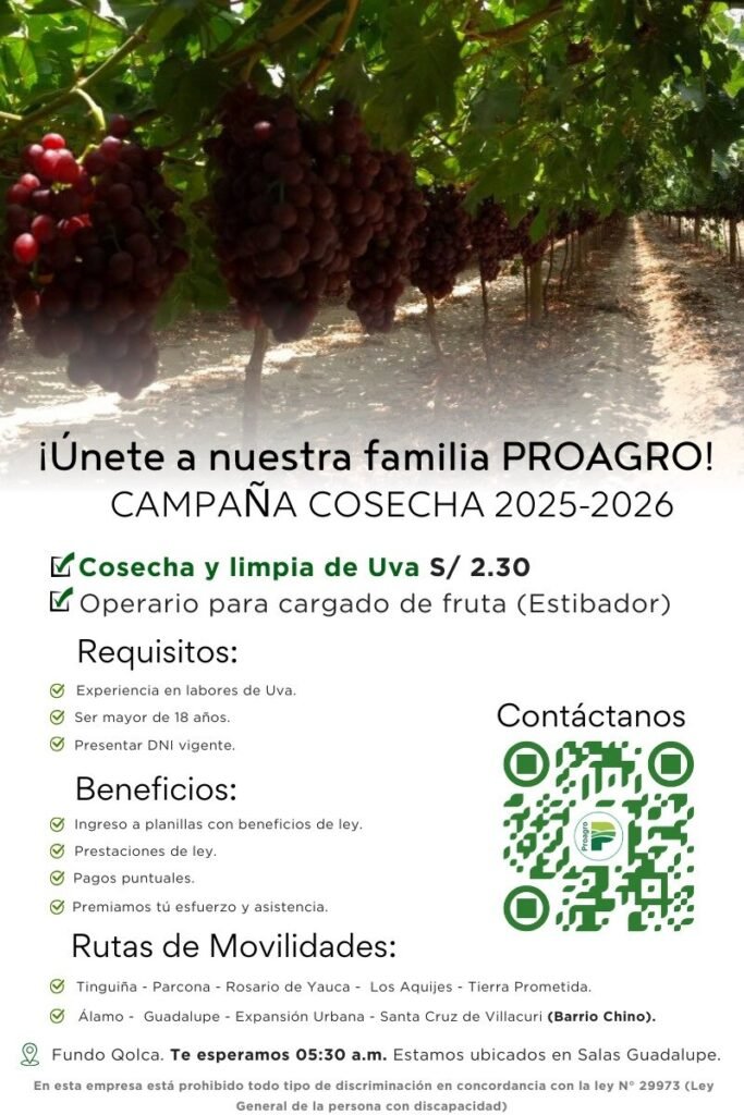 CAMPAÑA DE COSECHA UVA 2025 – 2026 - agrochamba.com
